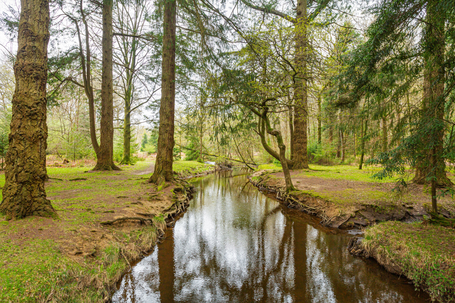 Luxury Hotel In Brockenhurst | Forest Park Hotel